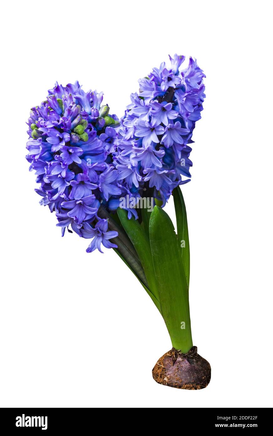 Close up blue hyacinth flower isolated on white background.Saved with ...