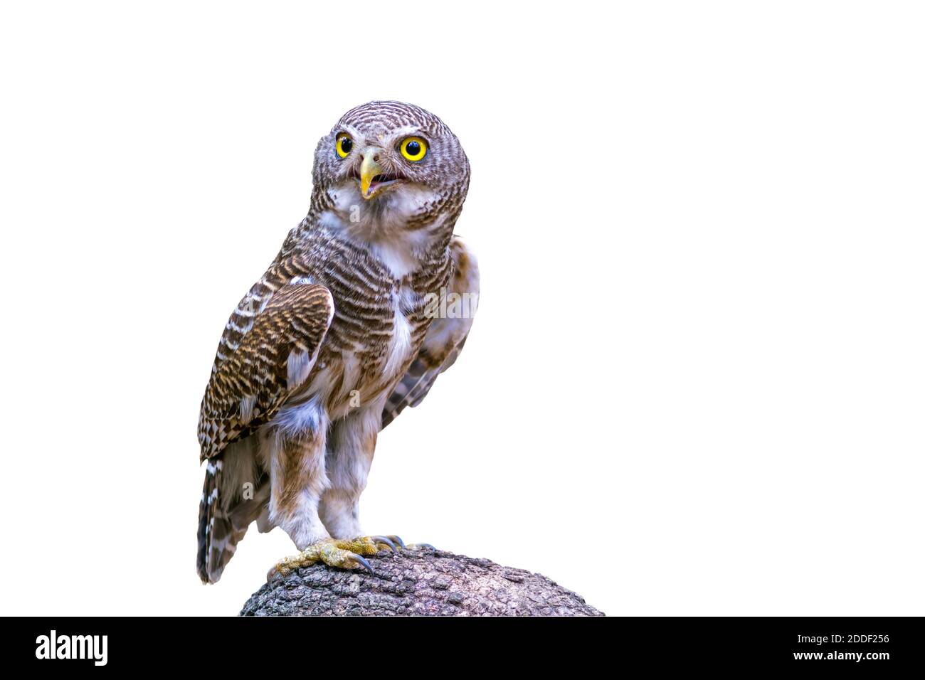 Scorpios hi-res stock photography and images - Alamy