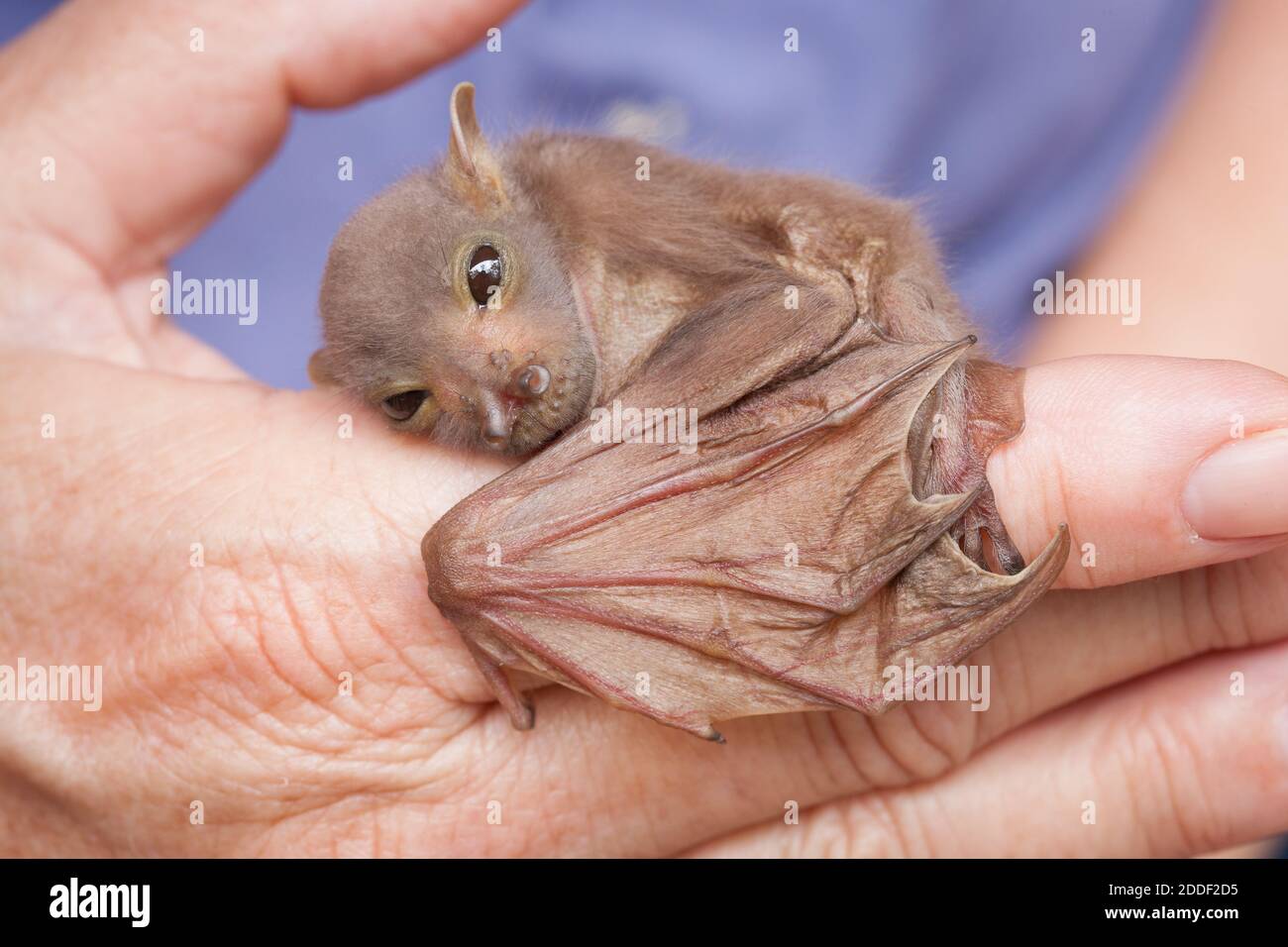 Baby Bats Pictures