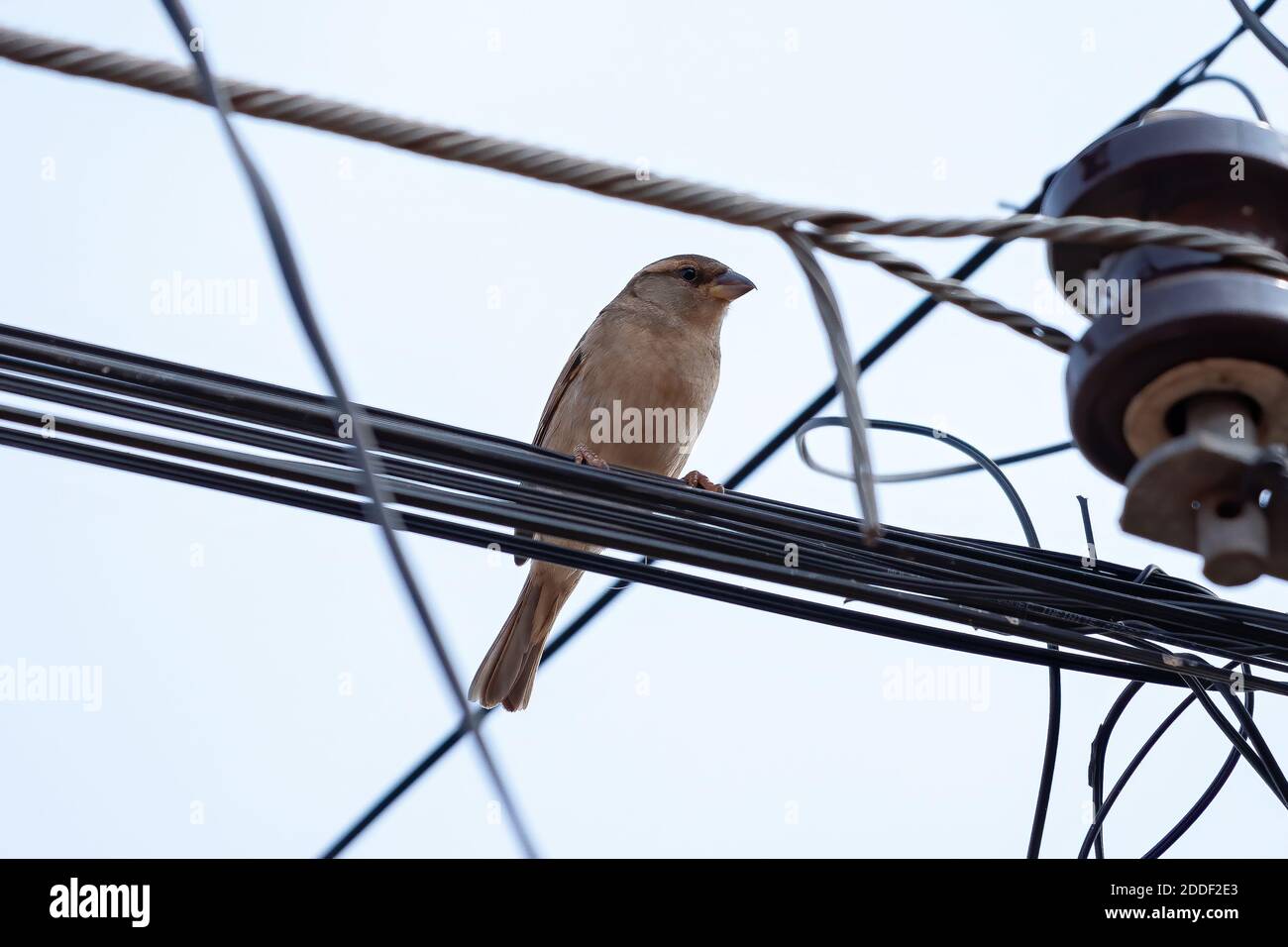 House Sparrow of the species Passer domesticus Stock Photo - Alamy