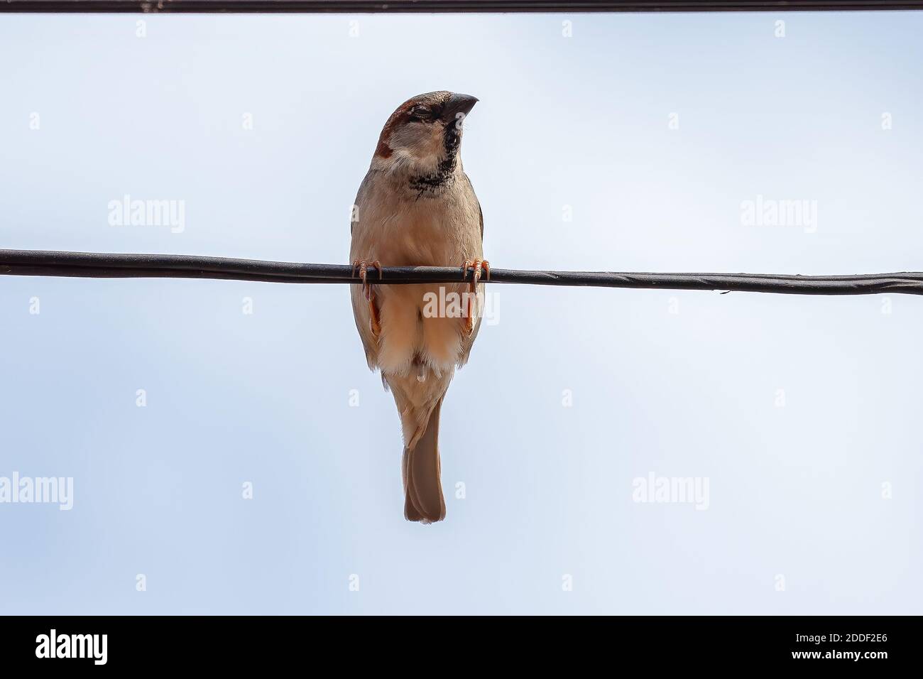 House Sparrow of the species Passer domesticus Stock Photo - Alamy