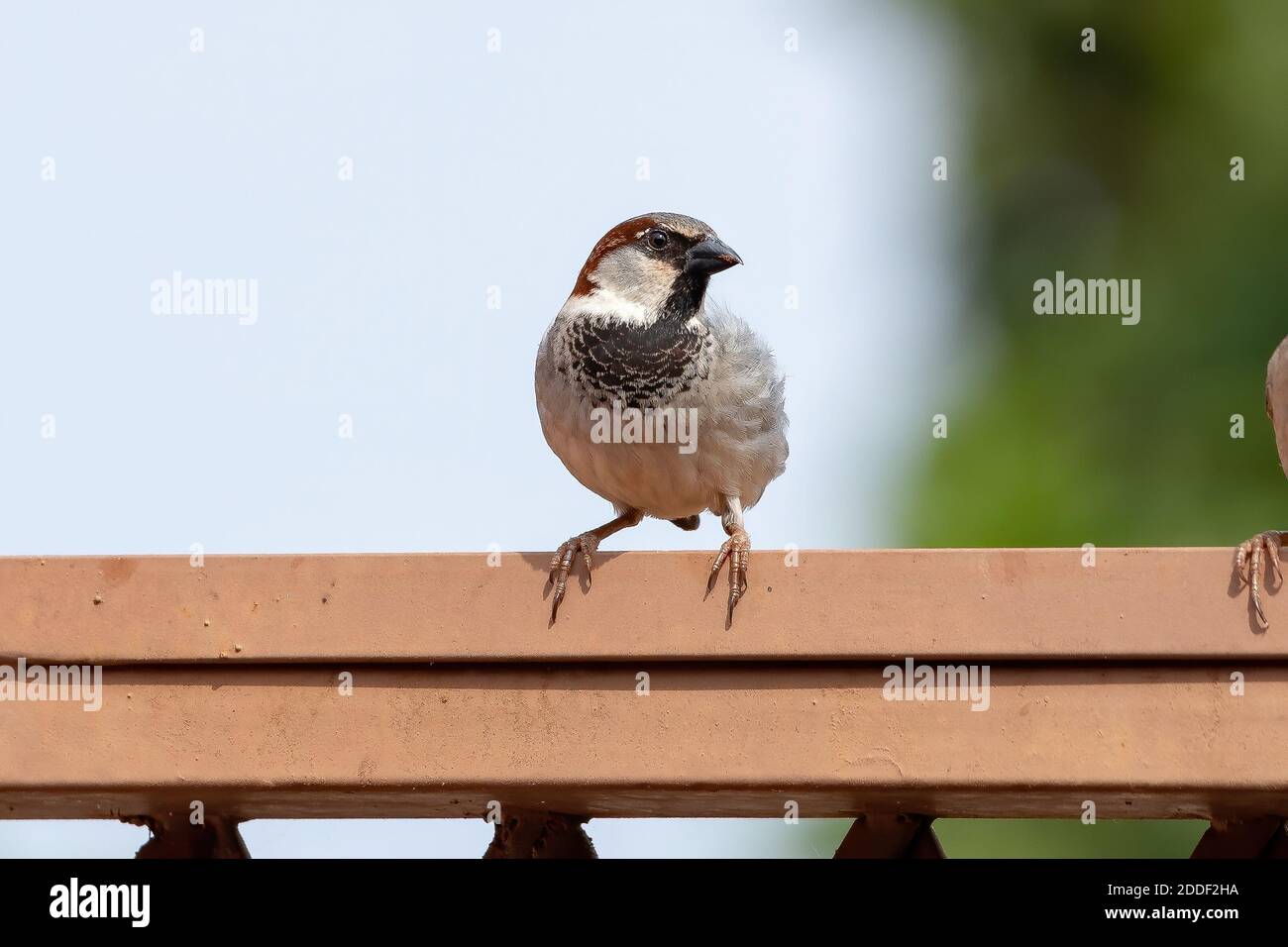 House Sparrow of the species Passer domesticus Stock Photo - Alamy