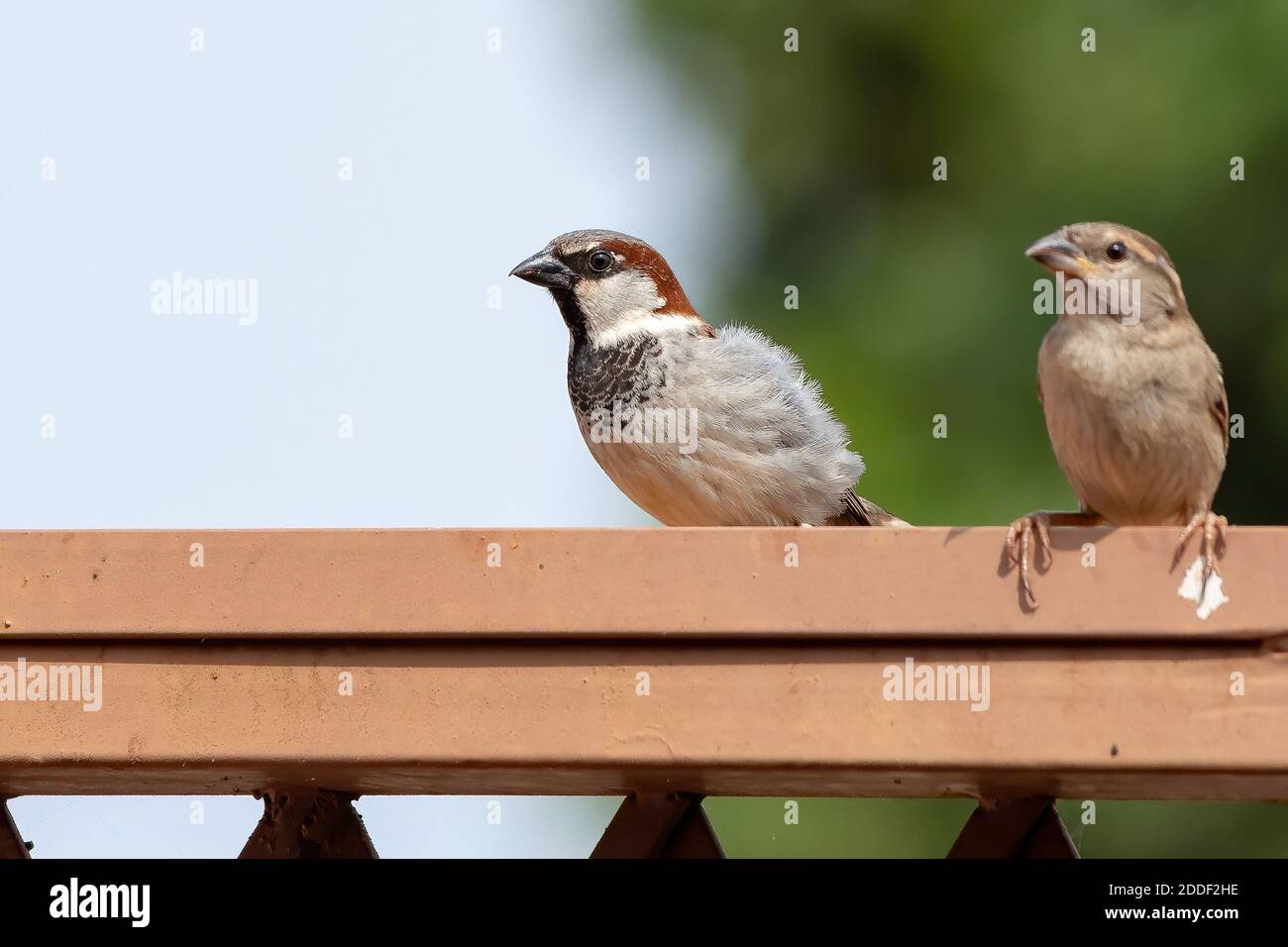 House Sparrow of the species Passer domesticus Stock Photo - Alamy