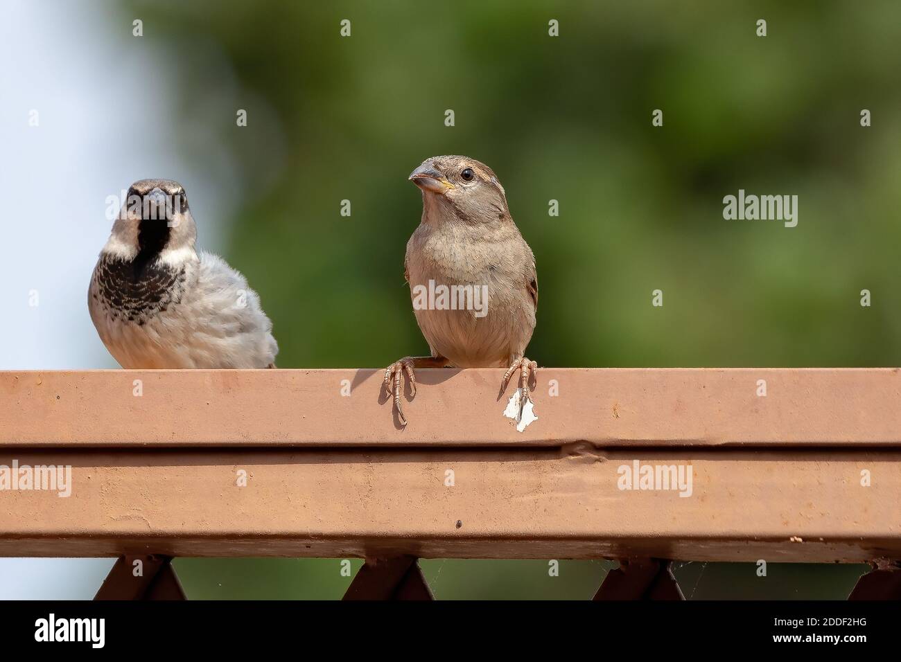 House Sparrow of the species Passer domesticus Stock Photo - Alamy