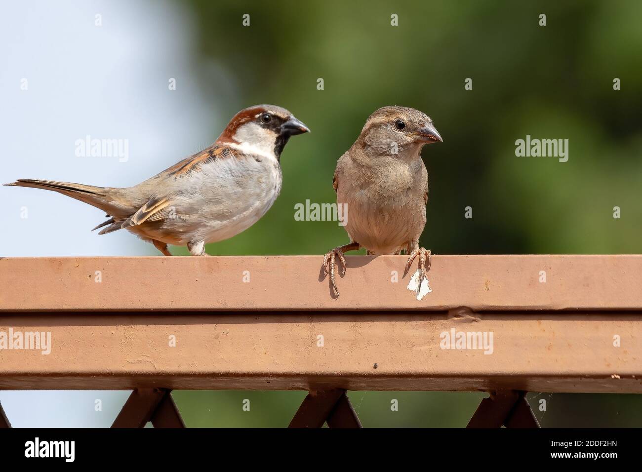 House Sparrow of the species Passer domesticus Stock Photo - Alamy
