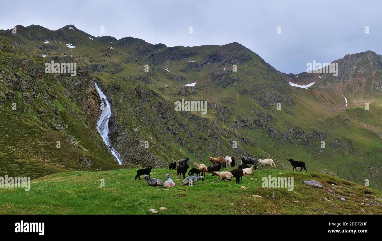 Austria animals hi-res stock photography and images - Alamy