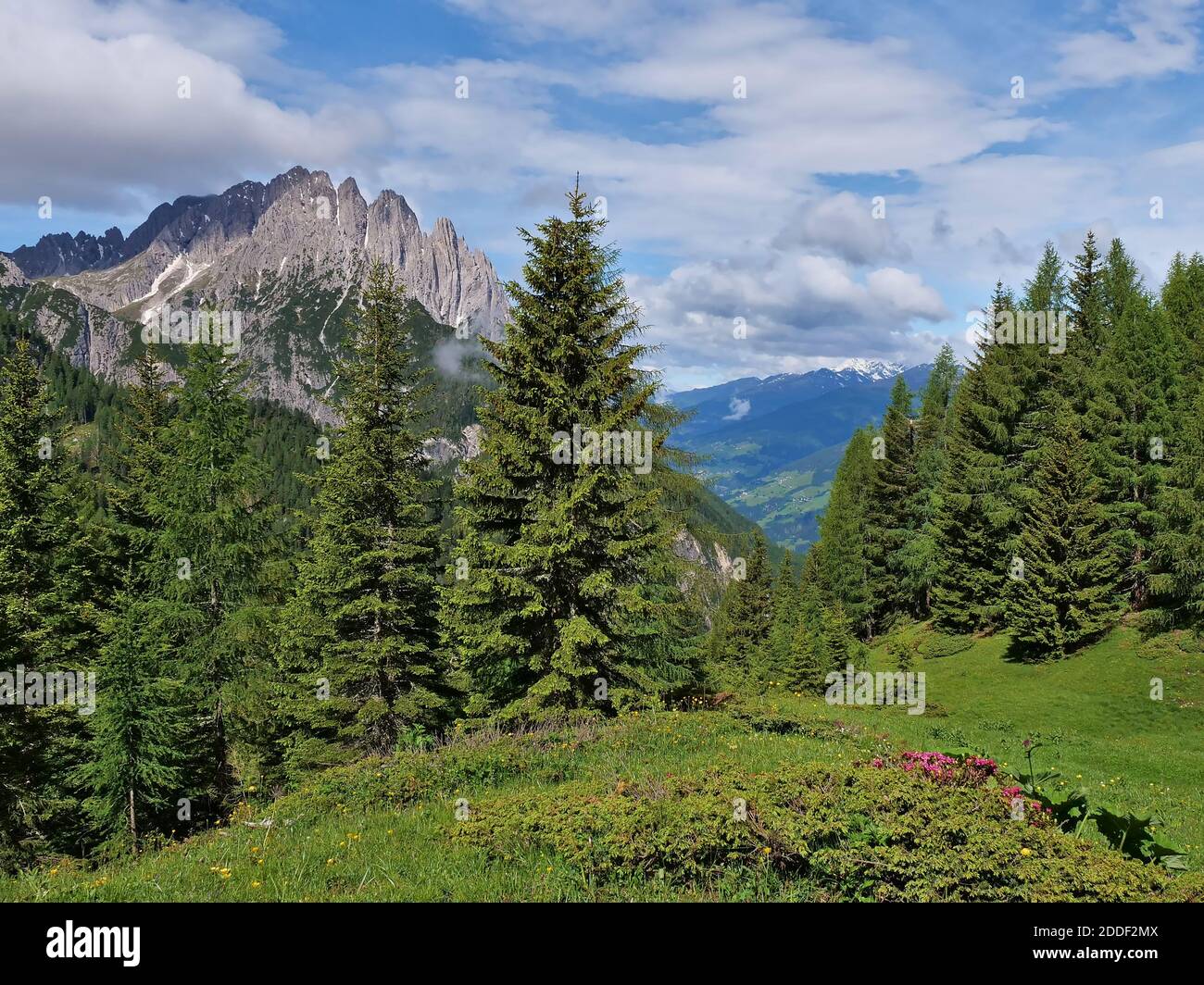 Austria tyrol meadow mountains flowers hi-res stock photography and ...