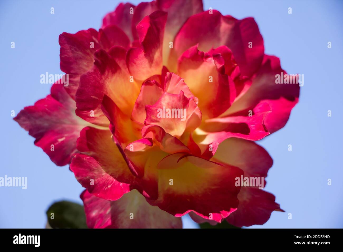 Close up Yellow mix pink rose flower Stock Photo - Alamy