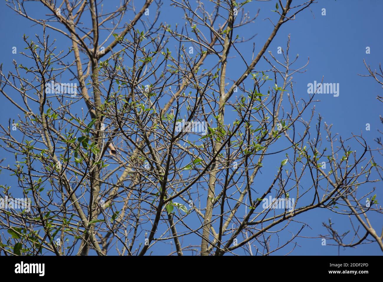 Ficus Hispida Linn or Ficus Tinctoria fruits are growing on the ...