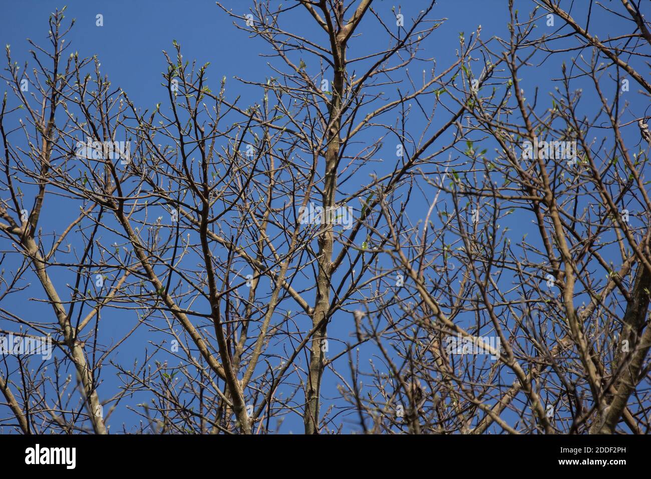 Ficus Hispida Linn or Ficus Tinctoria fruits are growing on the ...