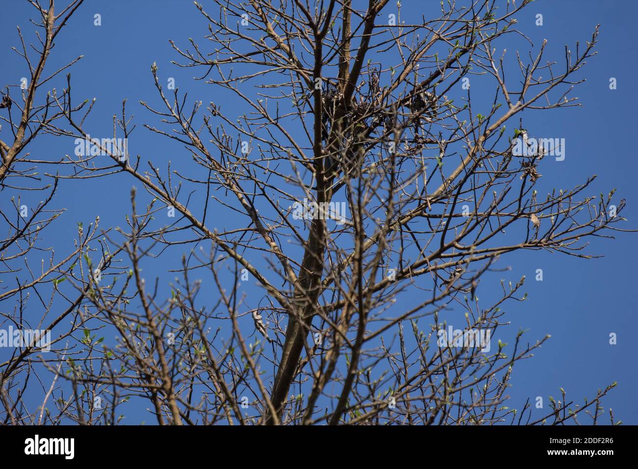 Ficus Hispida Linn or Ficus Tinctoria fruits are growing on the ...