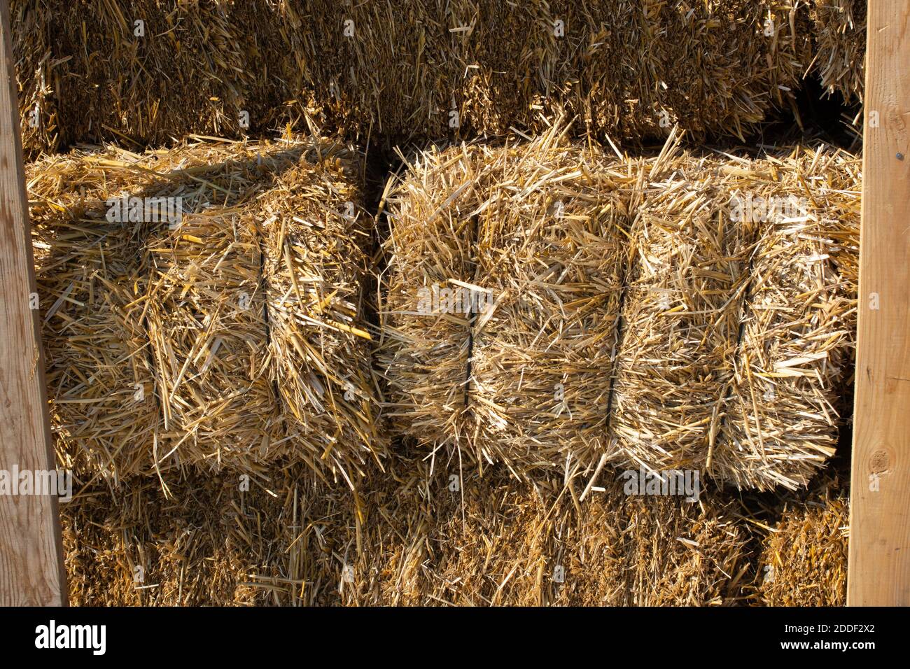Harvesting in agriculture bales of hay are stacked in large stacks ...