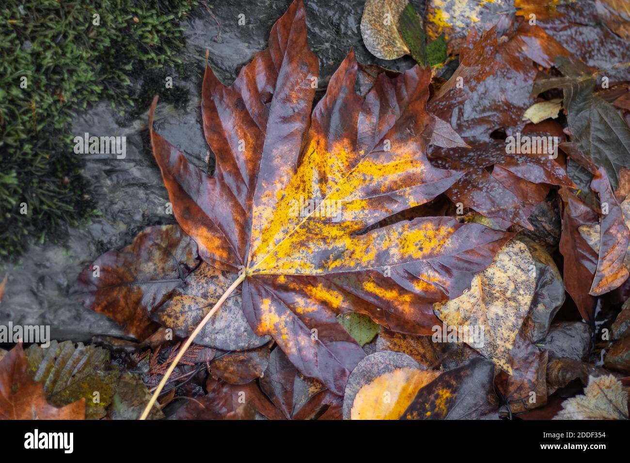 Wet ground texture hi-res stock photography and images - Alamy