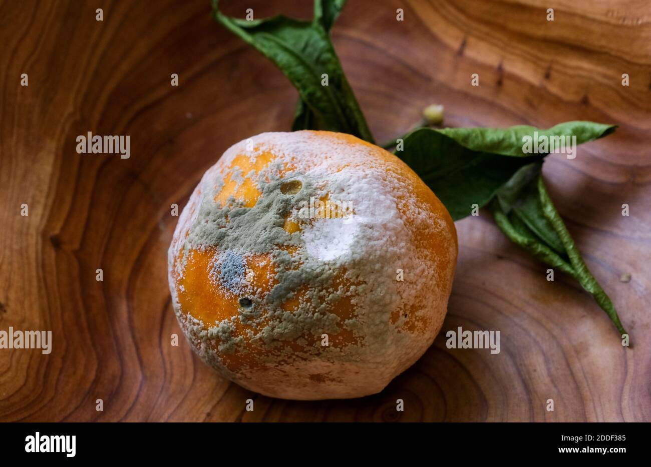 Live mold hi-res stock photography and images - Alamy