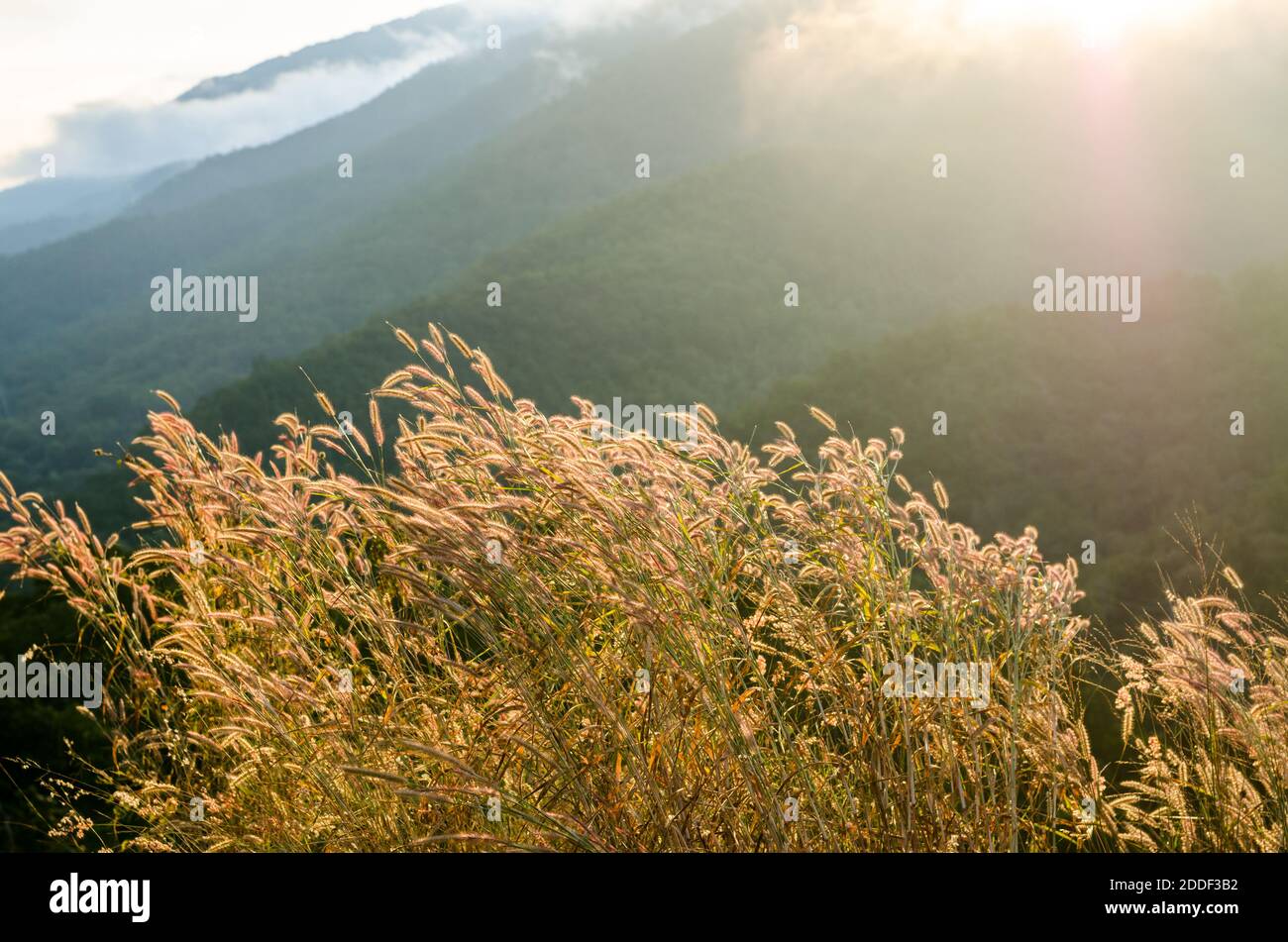 gold meadow with morning sun Stock Photo - Alamy