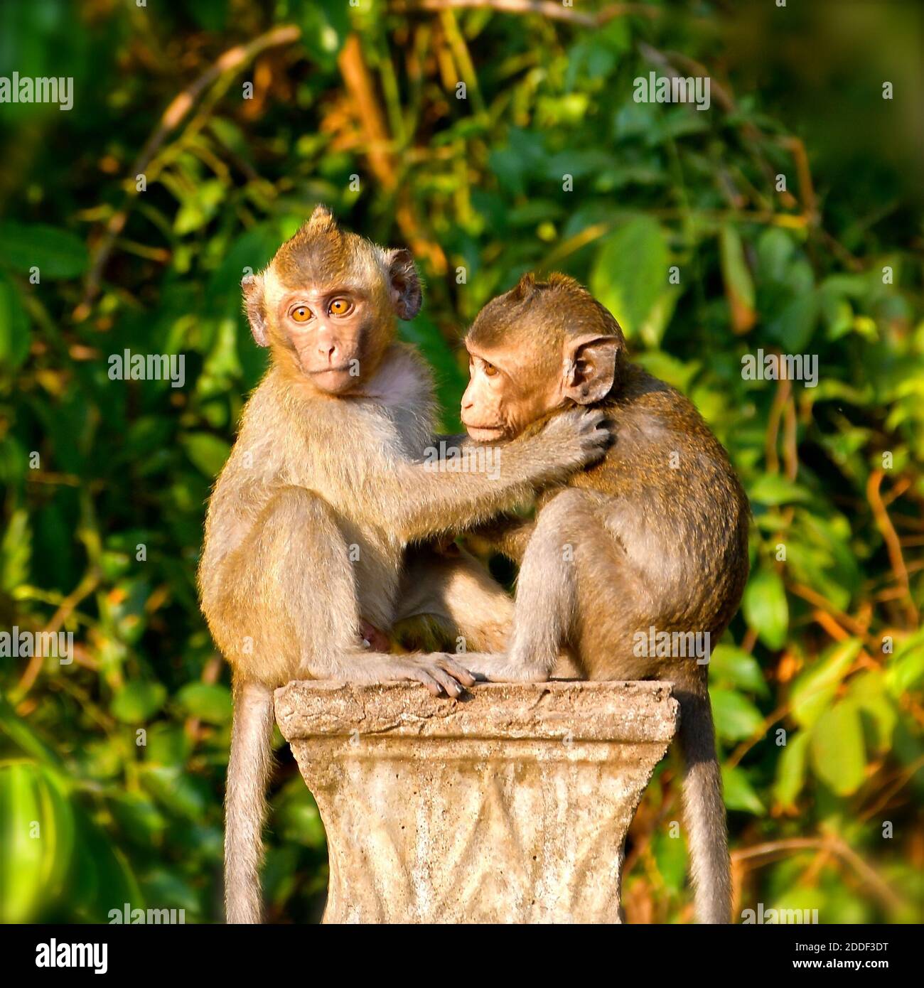 A pair of young macaque monkeys sitting on a concrete pillar in the ...