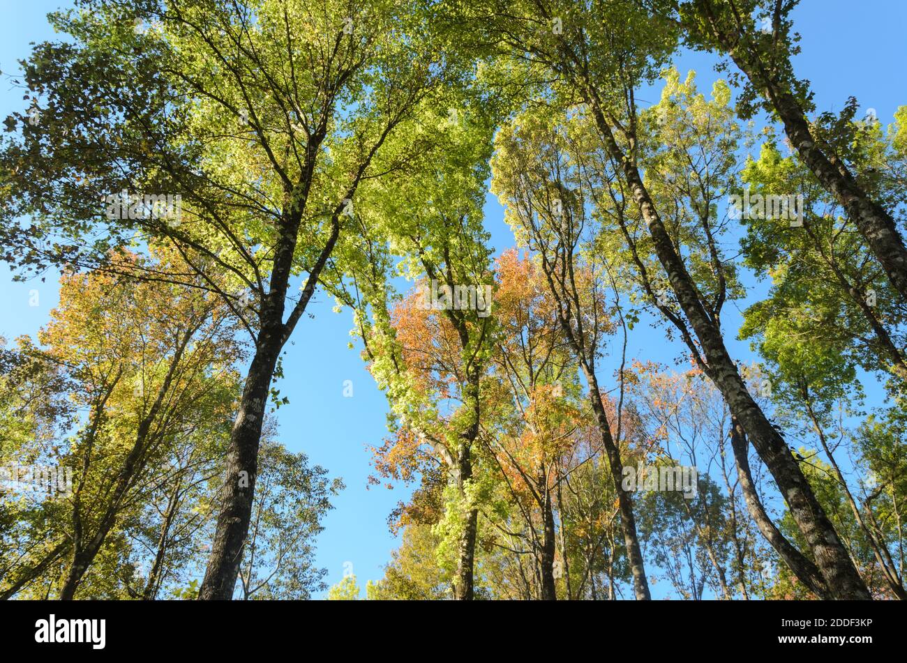 Sweet gum tree hi-res stock photography and images - Alamy
