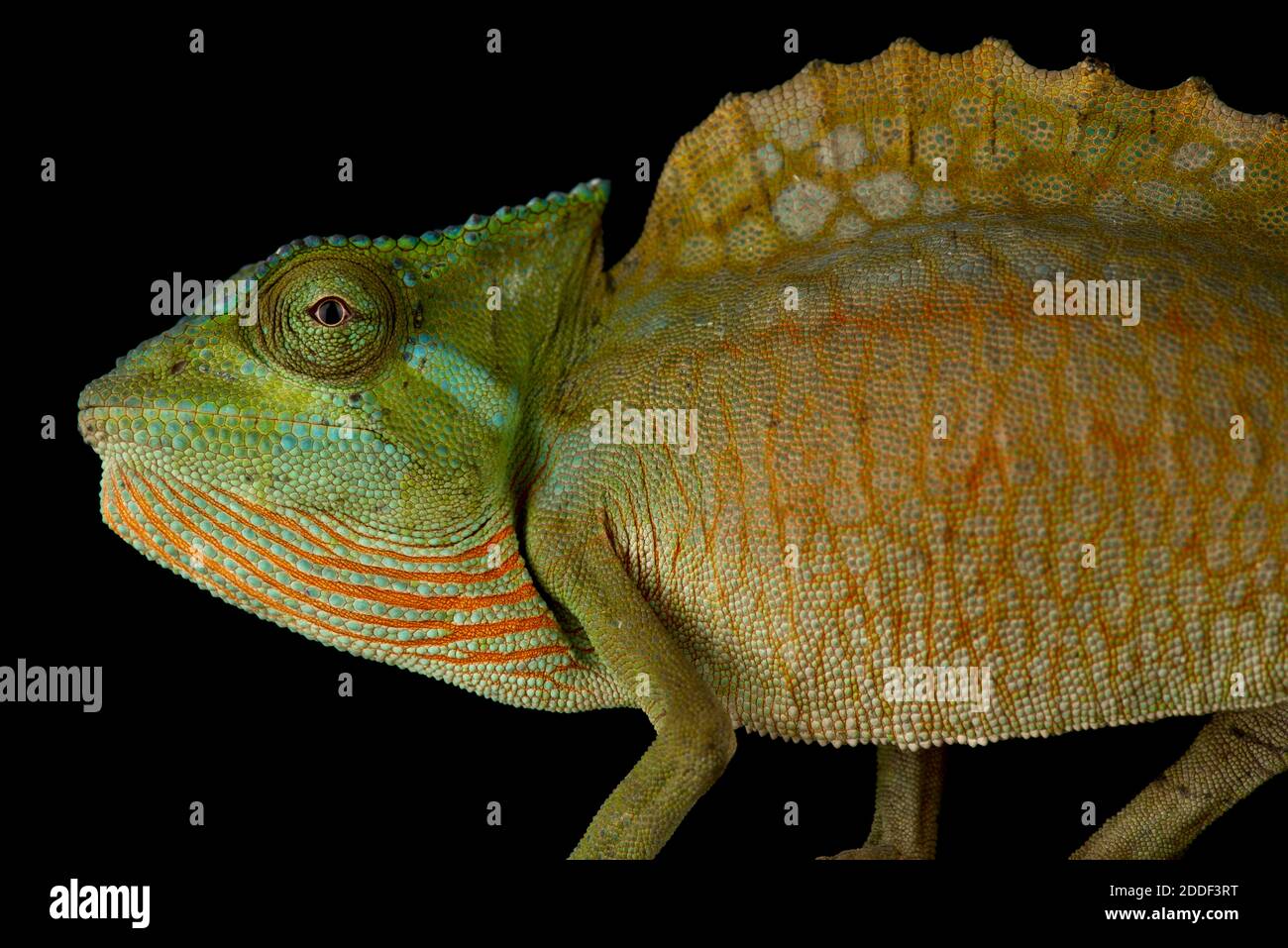 Crested chameleon (Trioceros cristatus Stock Photo - Alamy