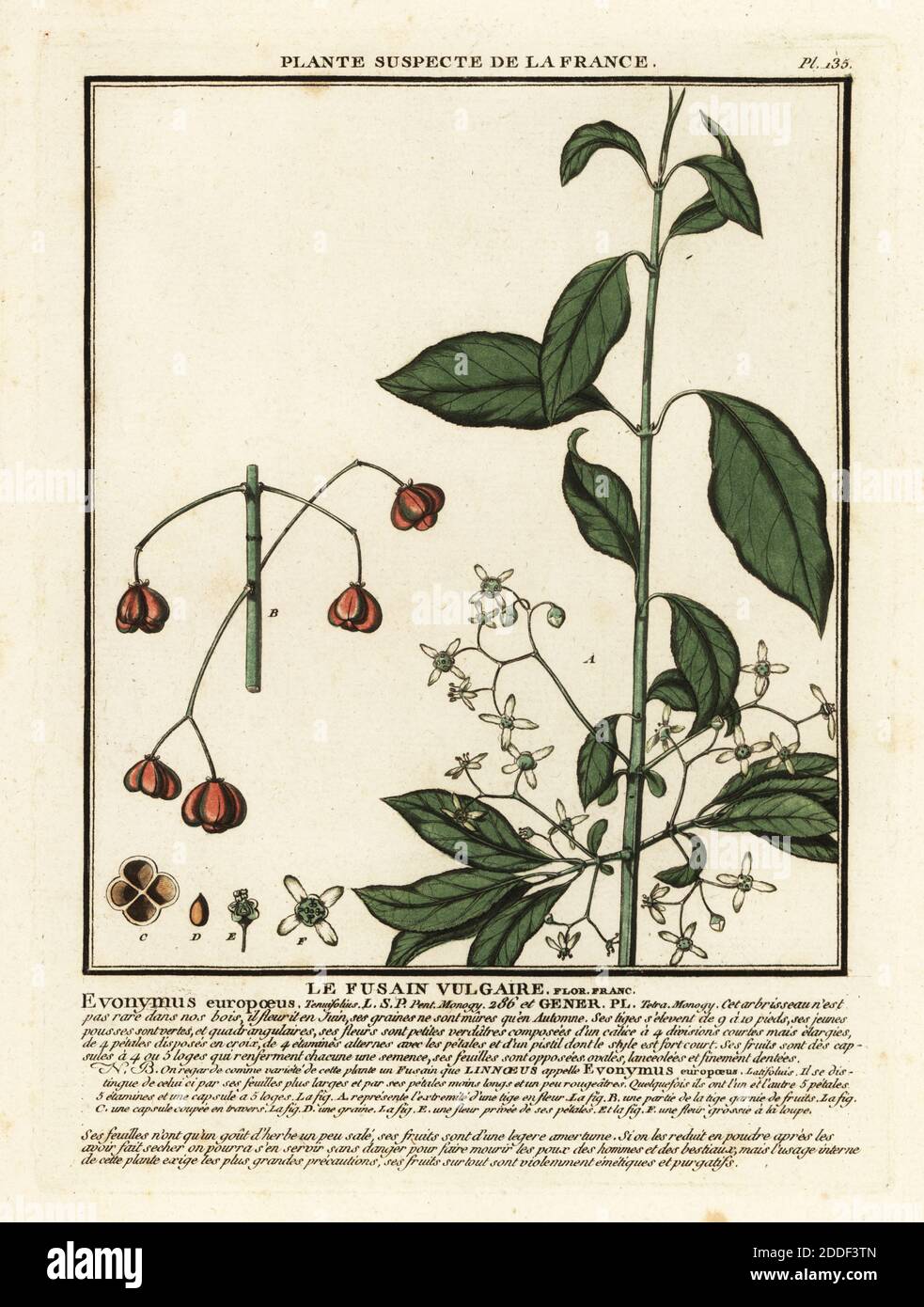 Le fusain vulgaire hi-res stock photography and images - Alamy