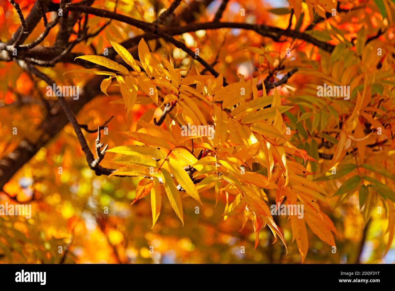Intense green colors hi-res stock photography and images - Alamy