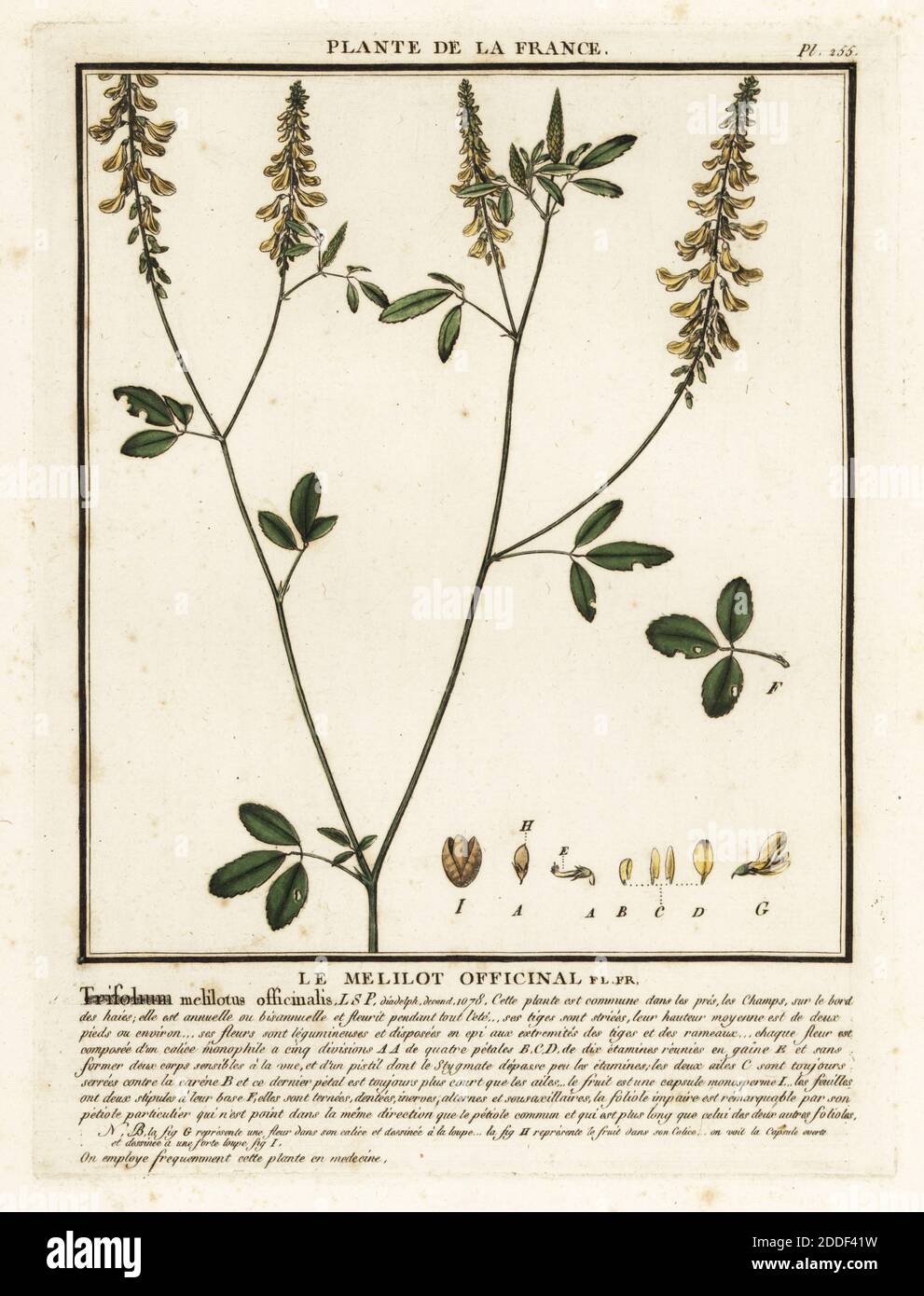 Le melitot officinale hi-res stock photography and images - Alamy