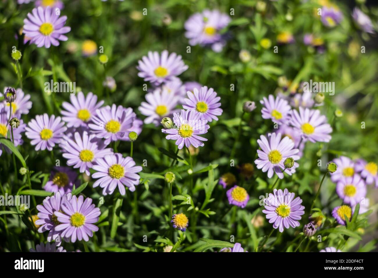 Violet Aster flowers bloom in the garden with green leaf Stock Photo ...