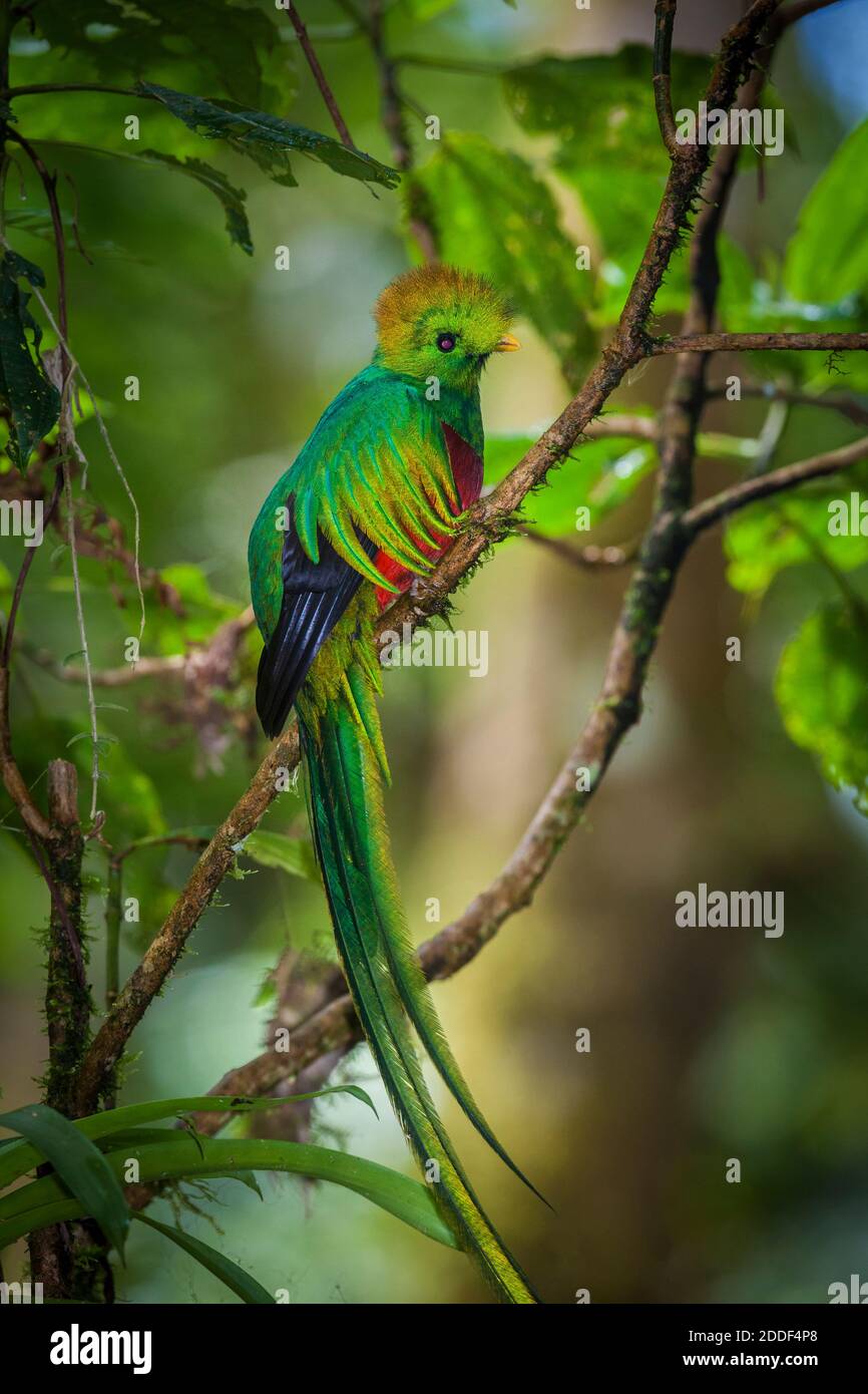 Panama wildlife with a resplendent quetzal, Pharomachrus mocinno, in ...