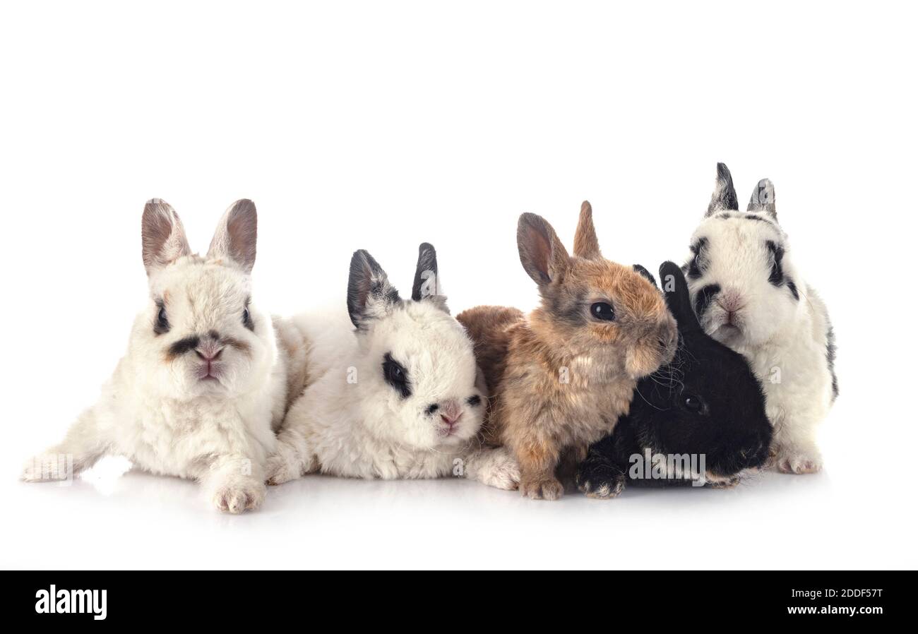 Rex rabbits in front of white background Stock Photo - Alamy