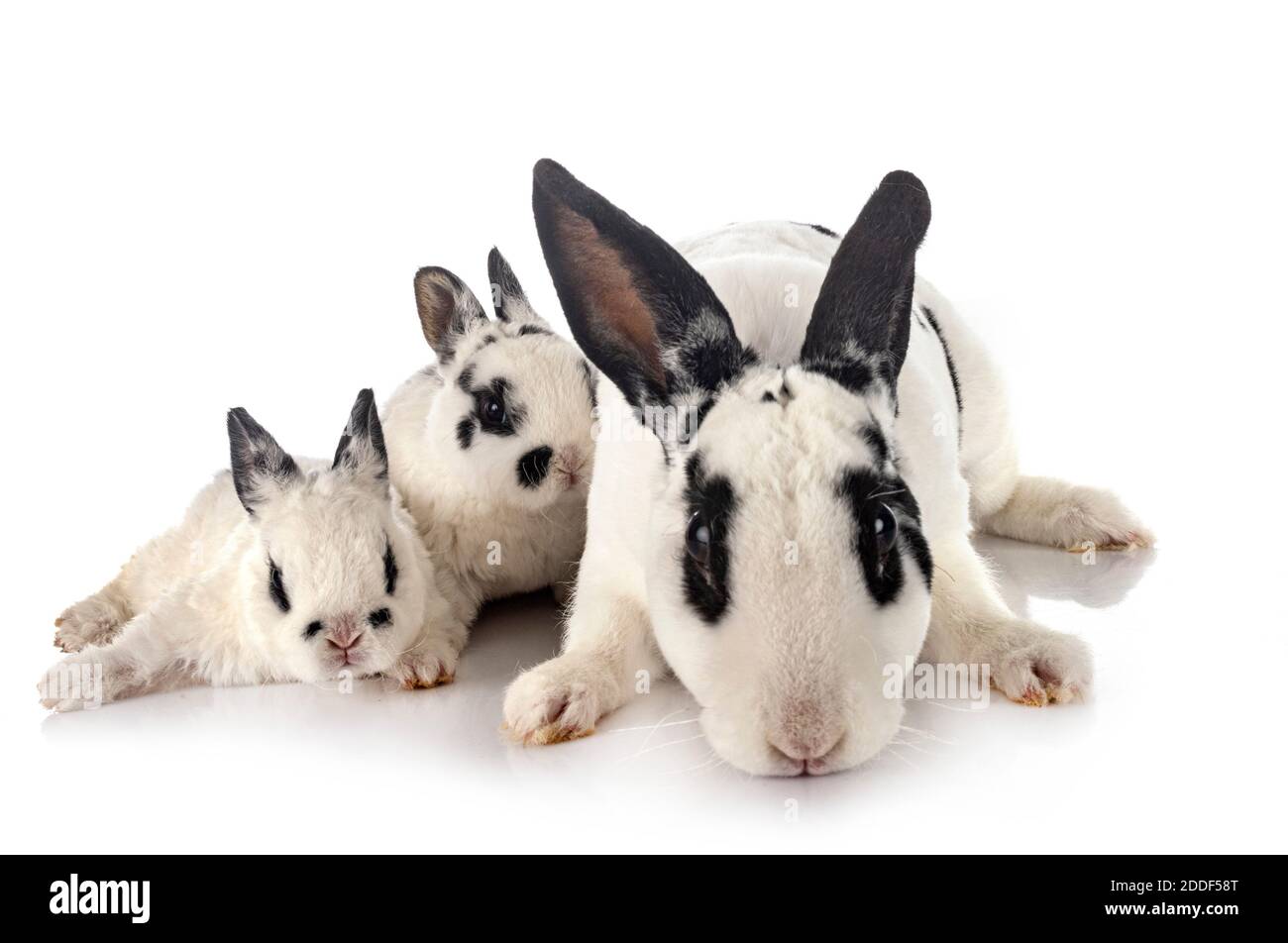 Rex rabbits in front of white background Stock Photo - Alamy