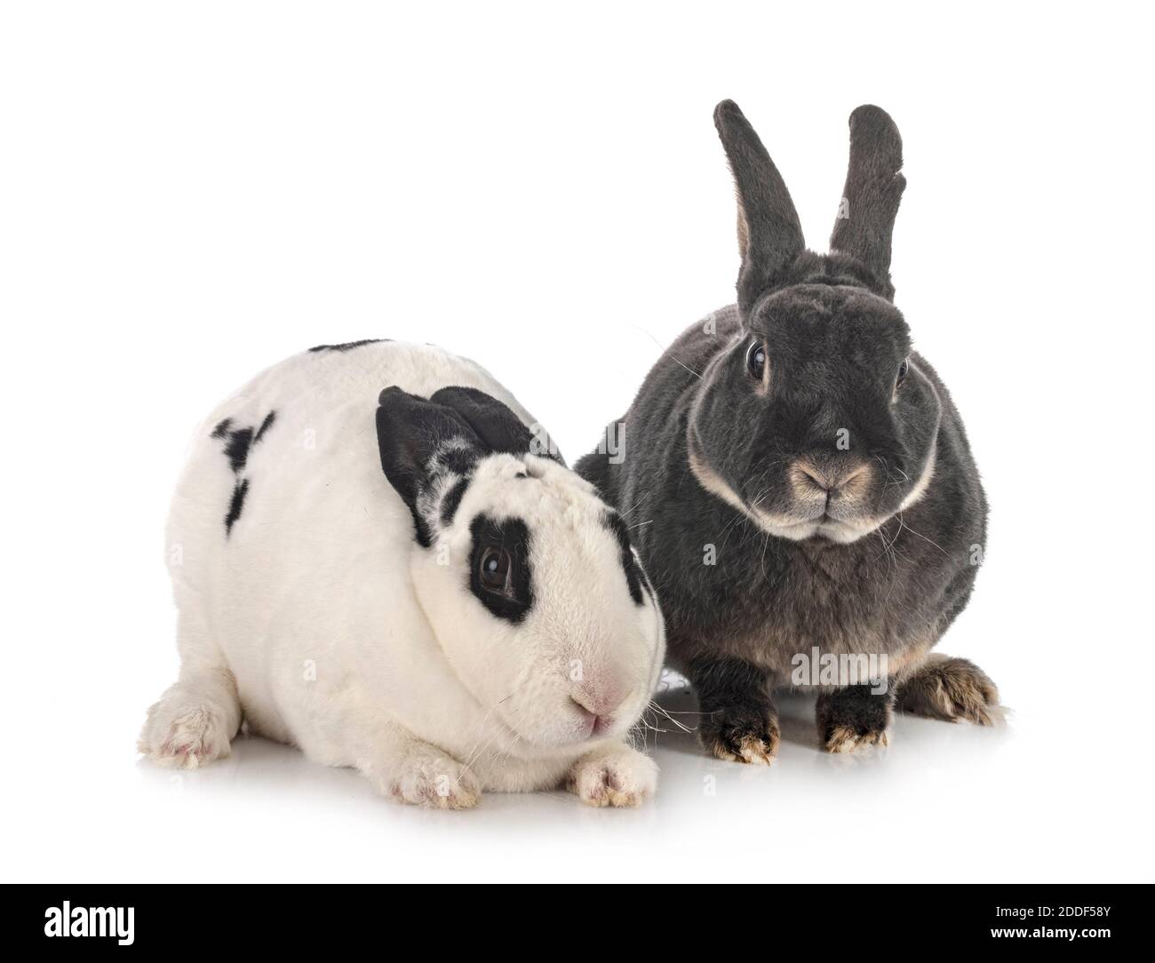 Rex rabbits in front of white background Stock Photo - Alamy