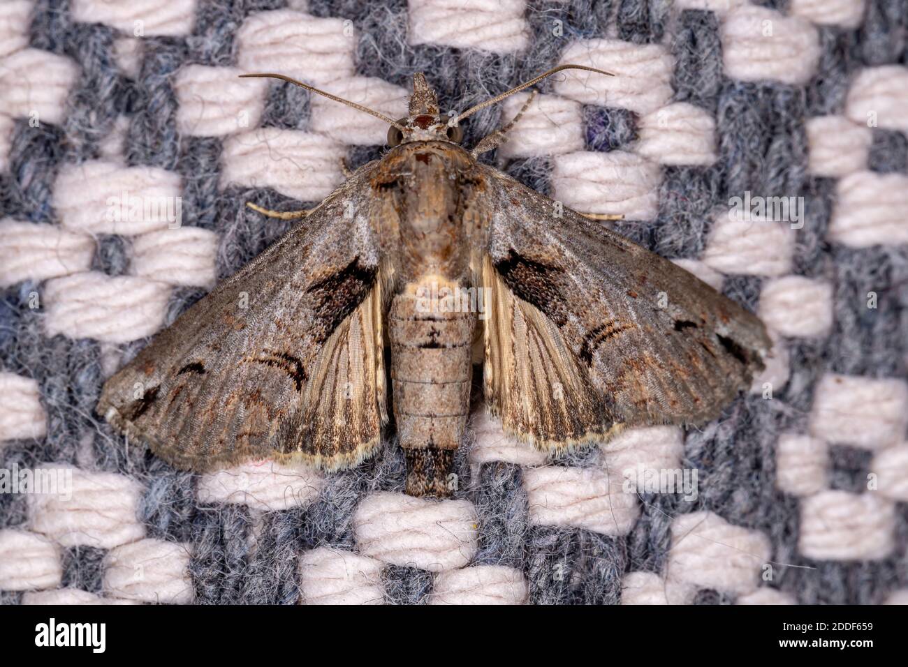 Family euteliidae hi-res stock photography and images - Alamy