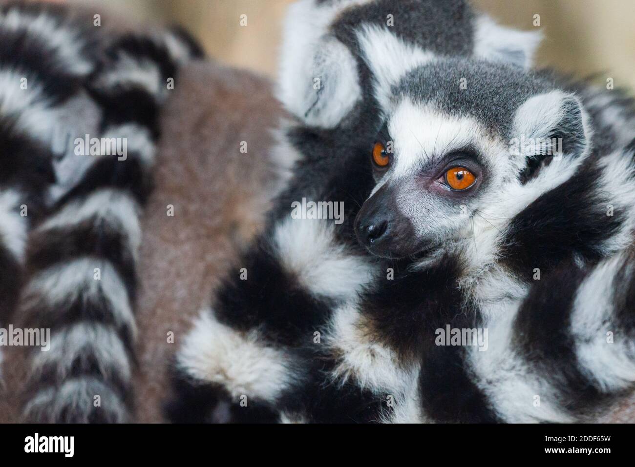 Ring-Tailed Lemurs closeup portrait, a large gray primate with golden ...