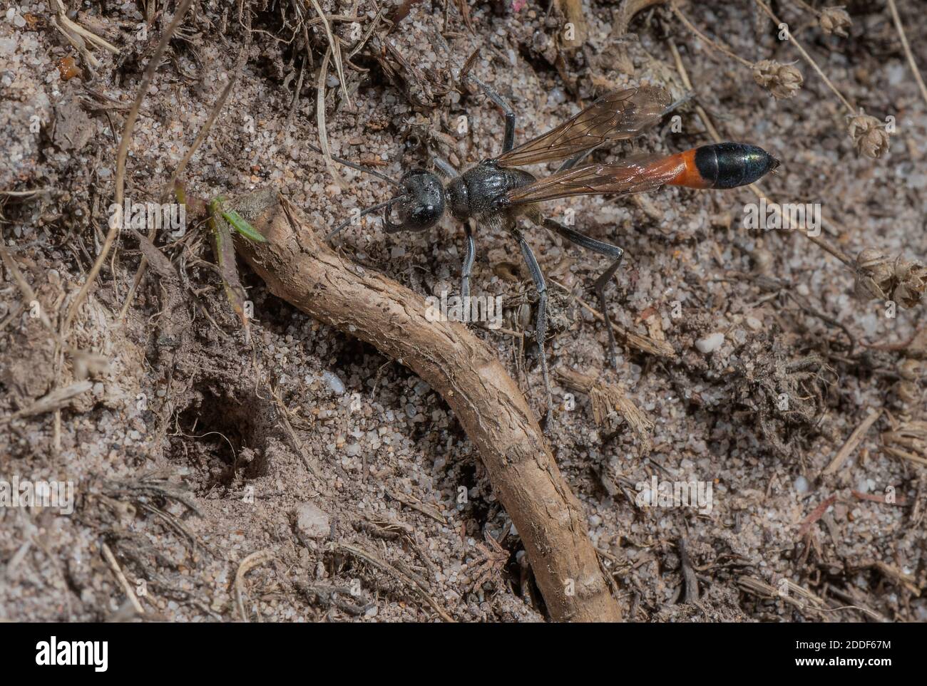 Female Heath Sand Wasp, Ammophila pubescens, closing up nest burrow ...