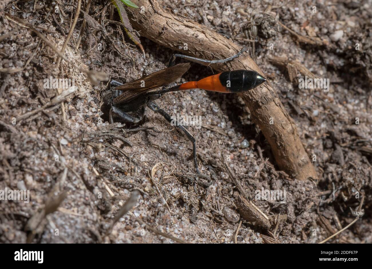 Female Heath Sand Wasp, Ammophila pubescens, closing up nest burrow ...