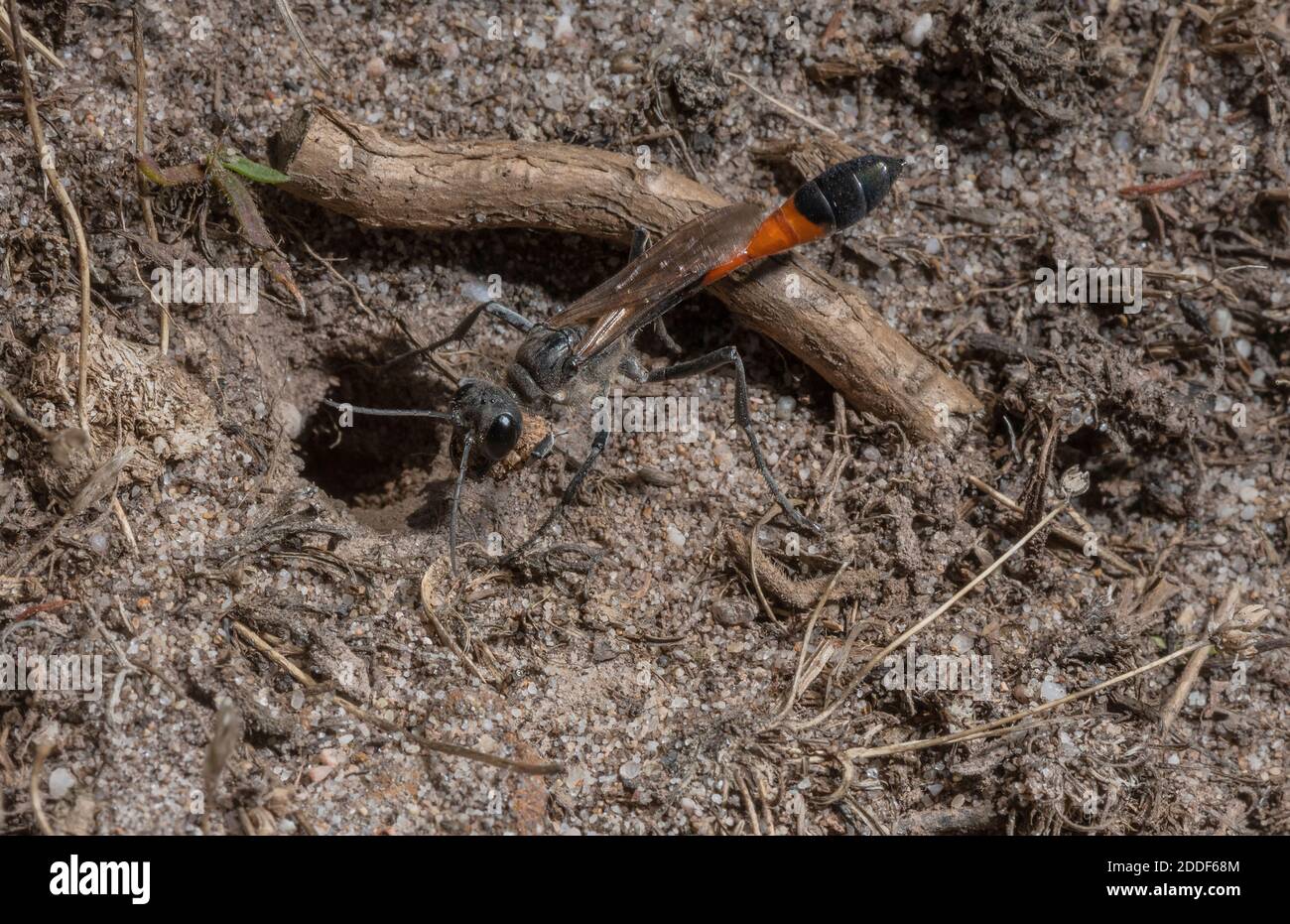 Female Heath Sand Wasp, Ammophila pubescens, closing up nest burrow ...