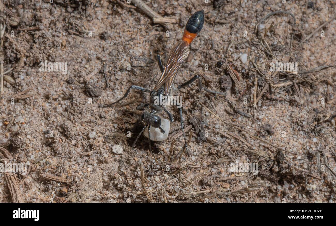 Female Heath Sand Wasp, Ammophila pubescens, closing up nest burrow ...