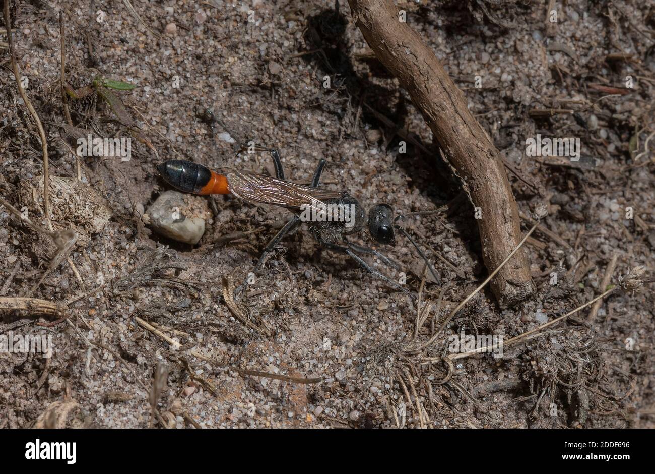 Female Heath Sand Wasp, Ammophila pubescens, closing up nest burrow ...