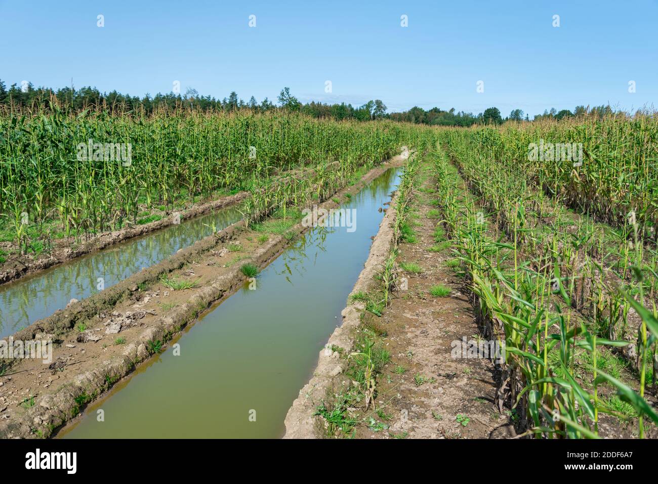 Flooded cornfield hi-res stock photography and images - Alamy