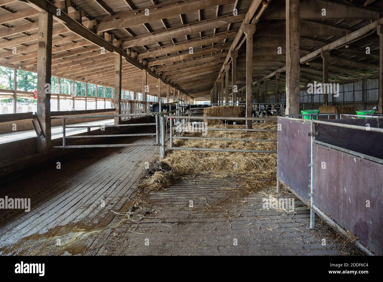 Many cows in barn hi-res stock photography and images - Alamy