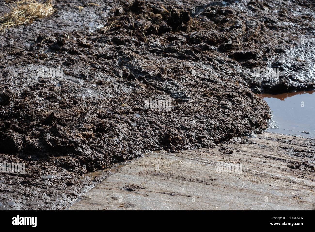 Heap of manure outside at the cows barn Stock Photo - Alamy