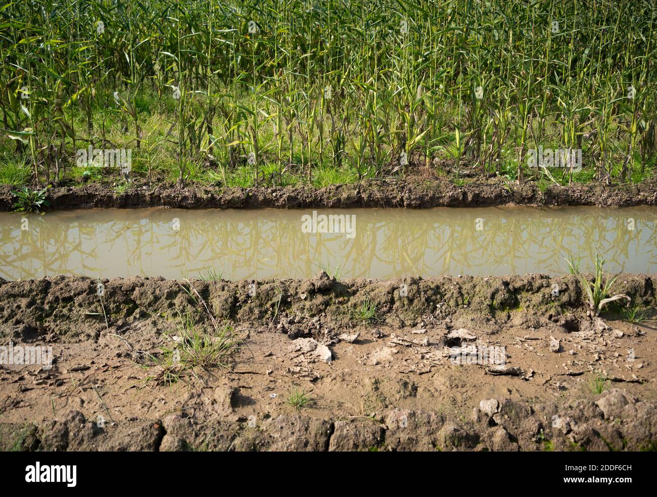 Flooded cornfield hi-res stock photography and images - Alamy