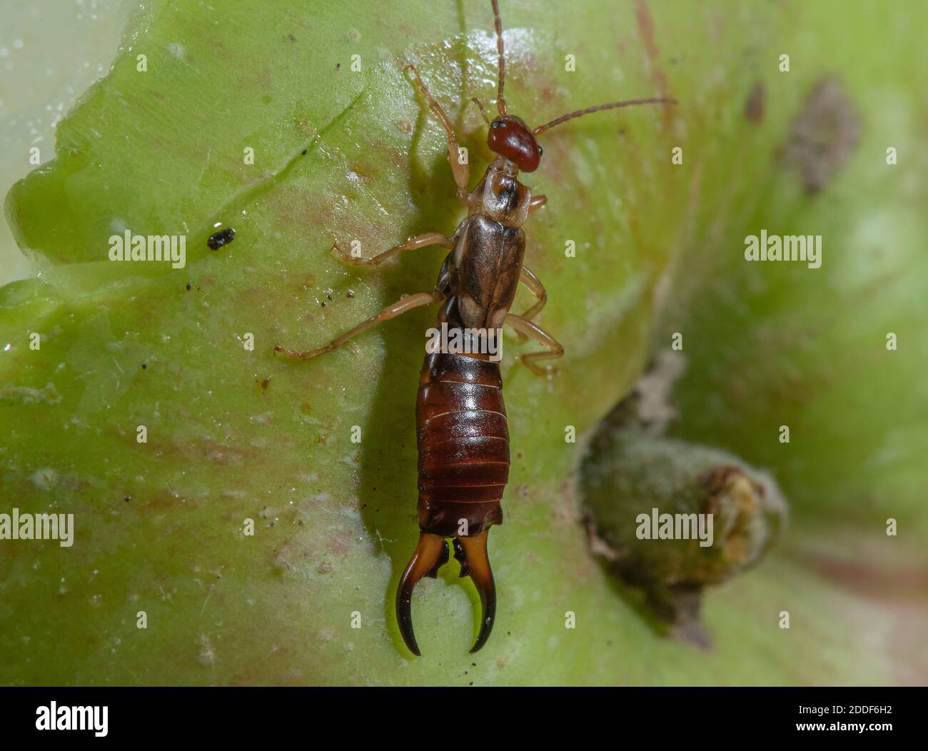 Common earwig european earwig forficula hi-res stock photography and ...