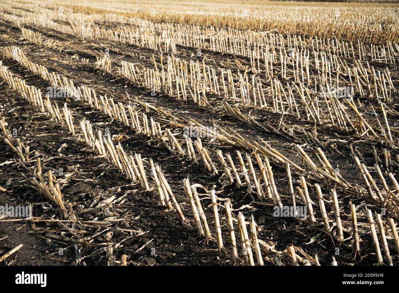 Cut corn field after harvesting hi-res stock photography and images - Alamy