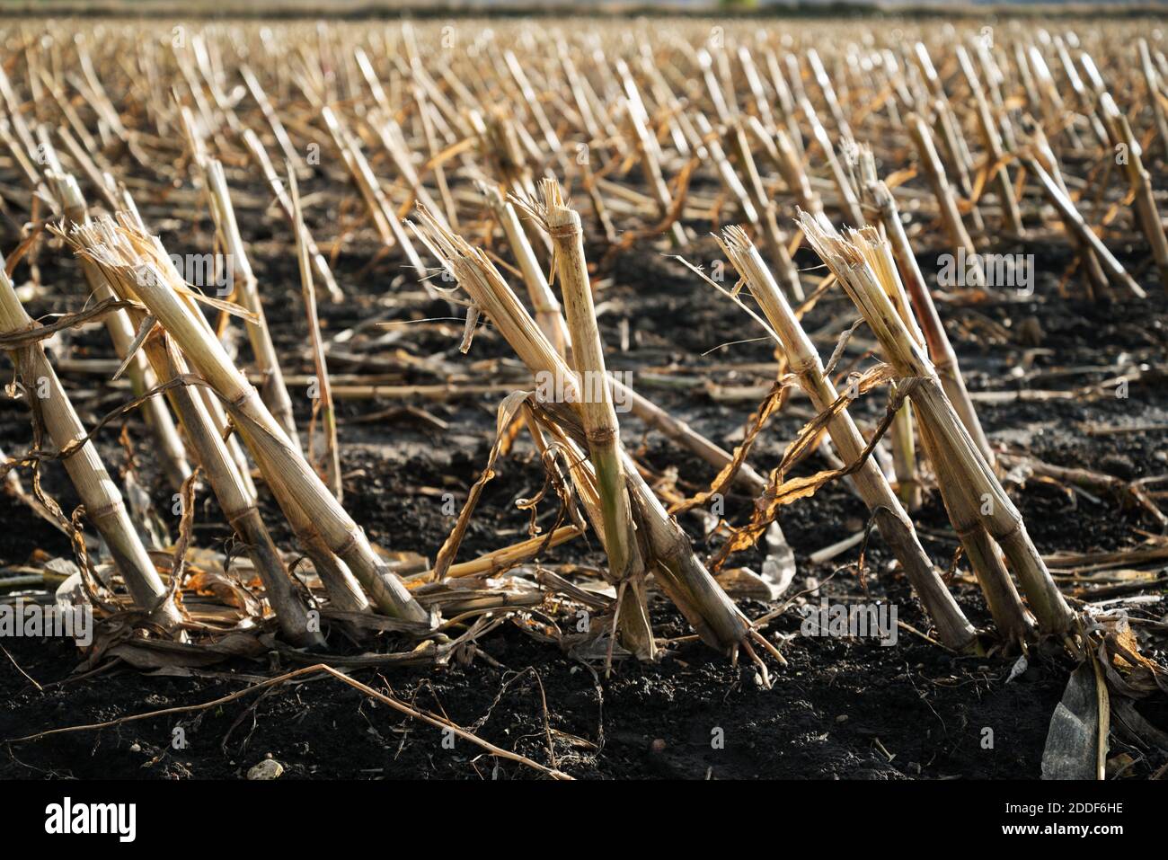 Empty corn field after hi-res stock photography and images - Alamy
