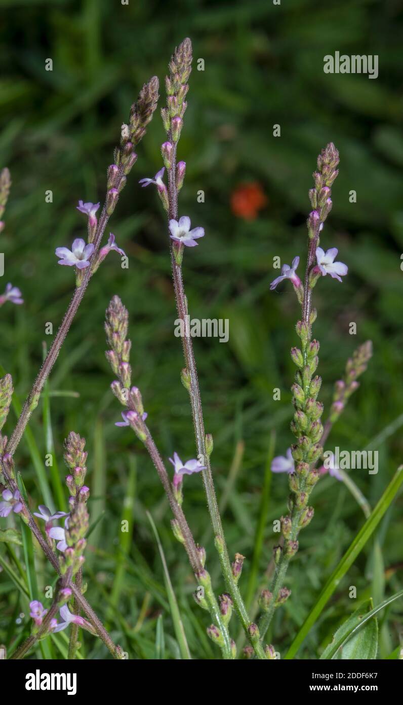 Blue vervain hi-res stock photography and images - Alamy