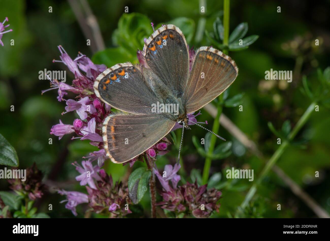 Female Adonis blue, Lysandra bellargus, second brood, feeding on ...