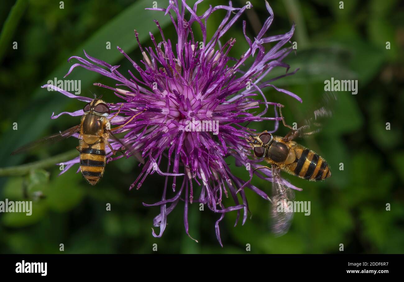 Hovering insects hi-res stock photography and images - Alamy