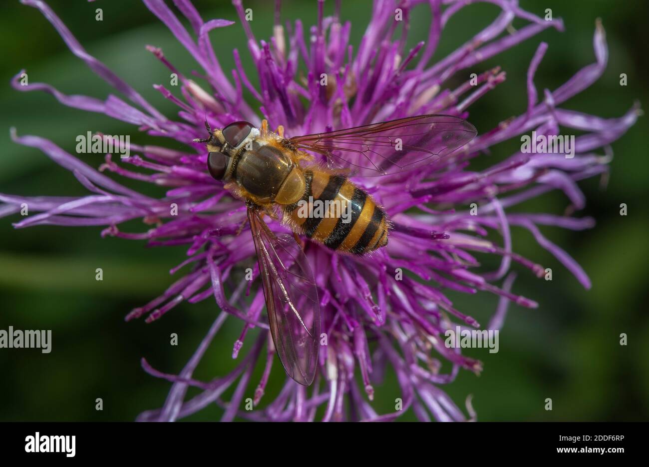 Hovering insects hi-res stock photography and images - Alamy