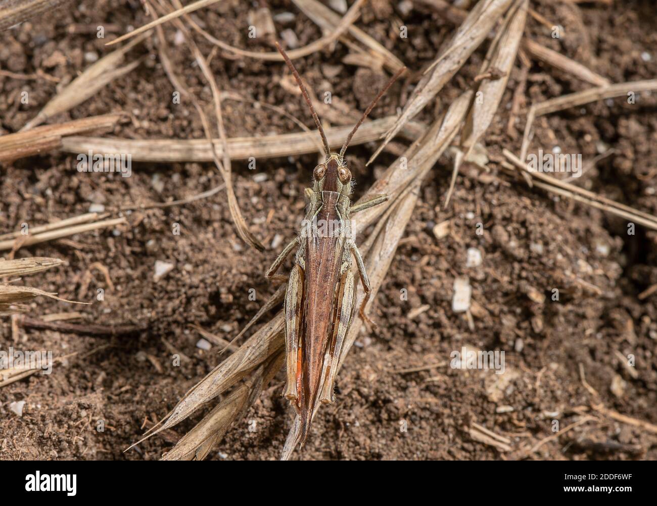 Male Common Field Grasshopper, Chorthippus brunneus, on the ground ...