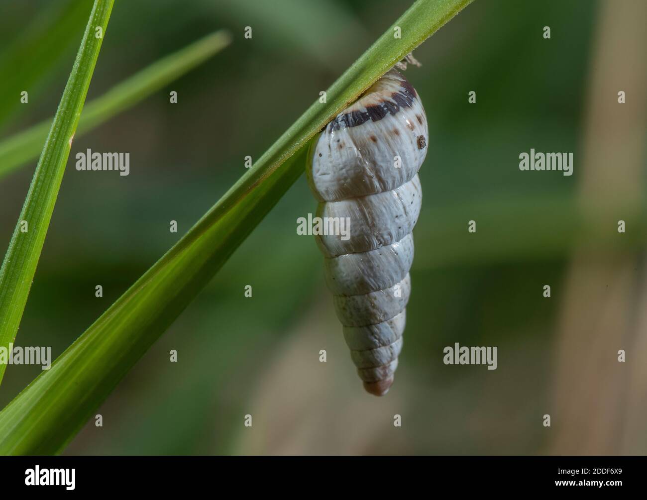 Aestivation hi-res stock photography and images - Alamy
